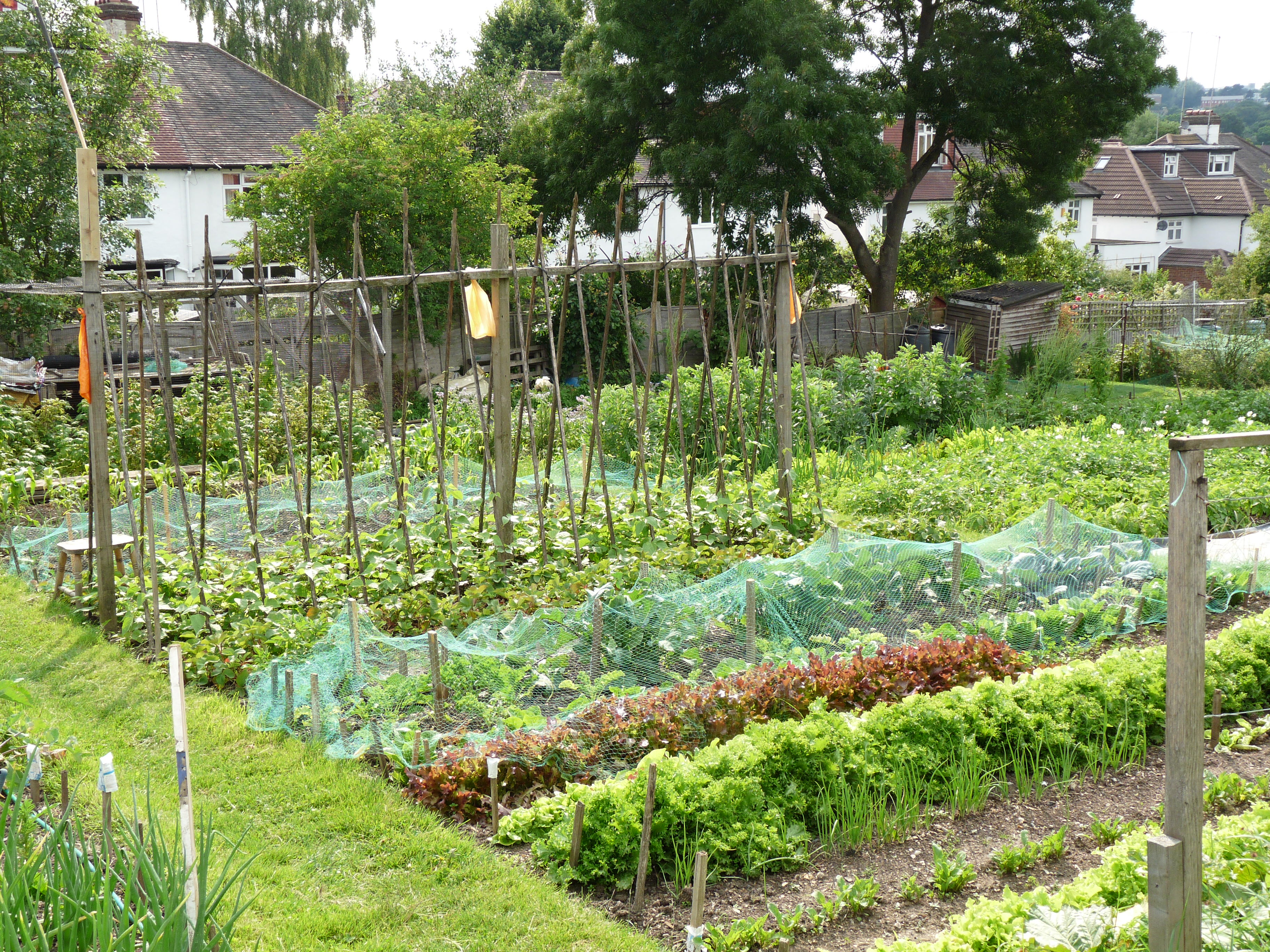 allotments | Neighbourhood Network Hull